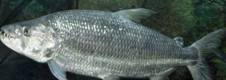 Tigerfish (Hydrocynus goliath): Africa's Formidable Freshwater Predator