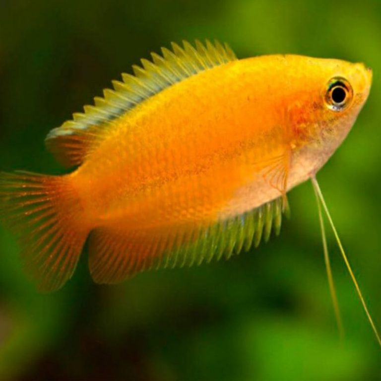 Gurami (Trichopodus sp.) Bakımı ve Özellikleri