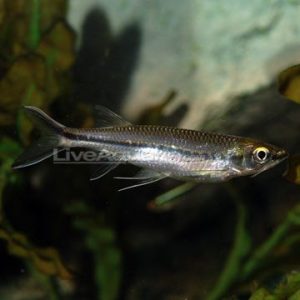 Silver Apollo Shark (Luciosoma setigerum) Care and Features