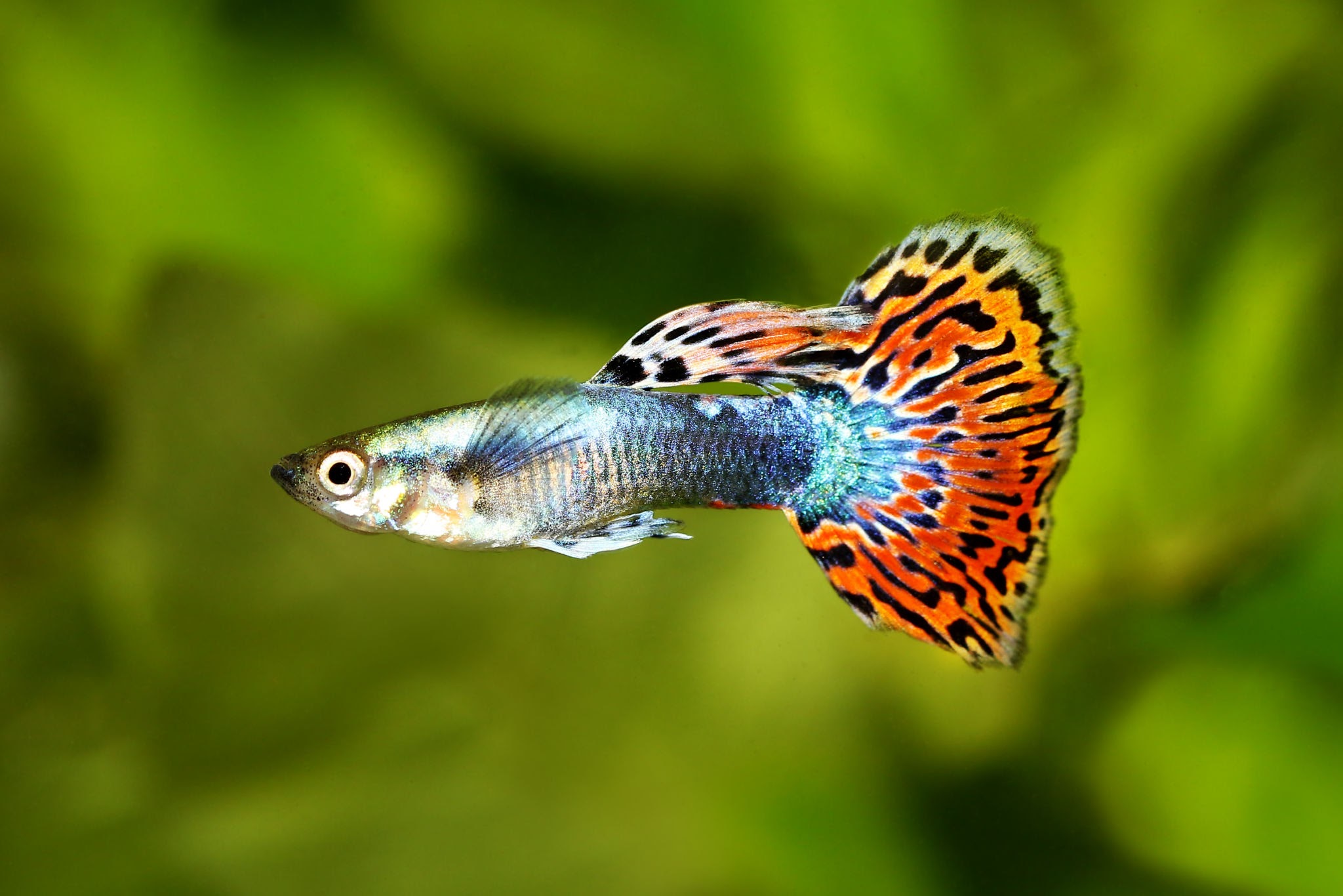 Guppy Food : Ideal Nutrition for Freshwater Aquarium Fish