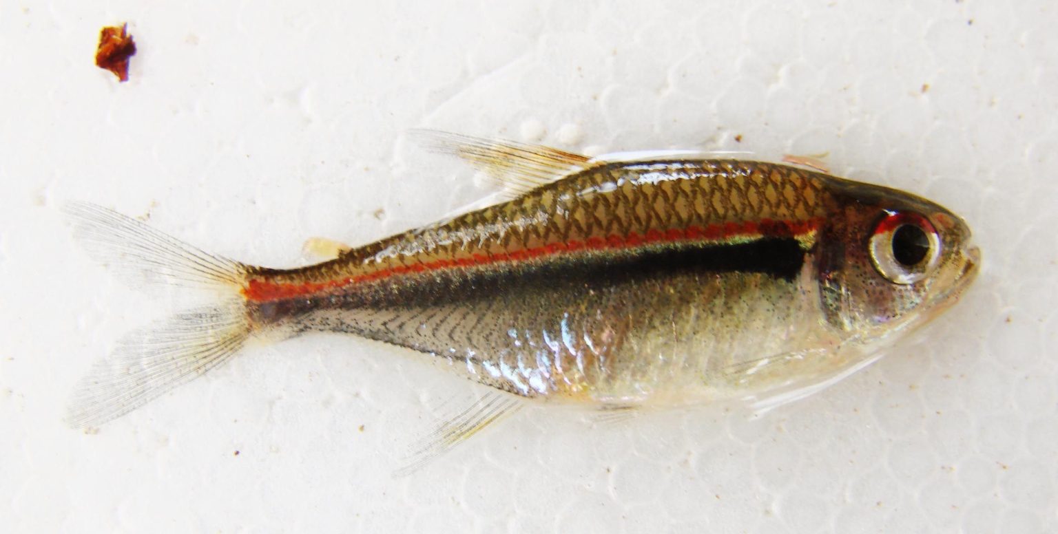 Flag Tetra (Hyphessobrycon heterorhabdus) Care and Features