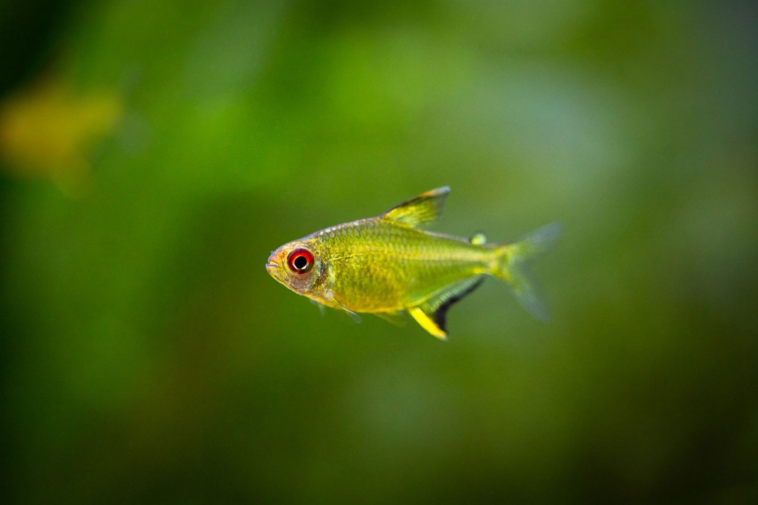 Head and Tail Light Tetra (Hemigrammus ocellifer) Care