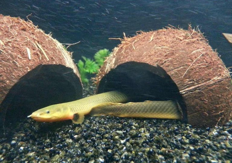Kaval Balığı, Rope Fish (Erpetoichthys calabaricus) Bakımı